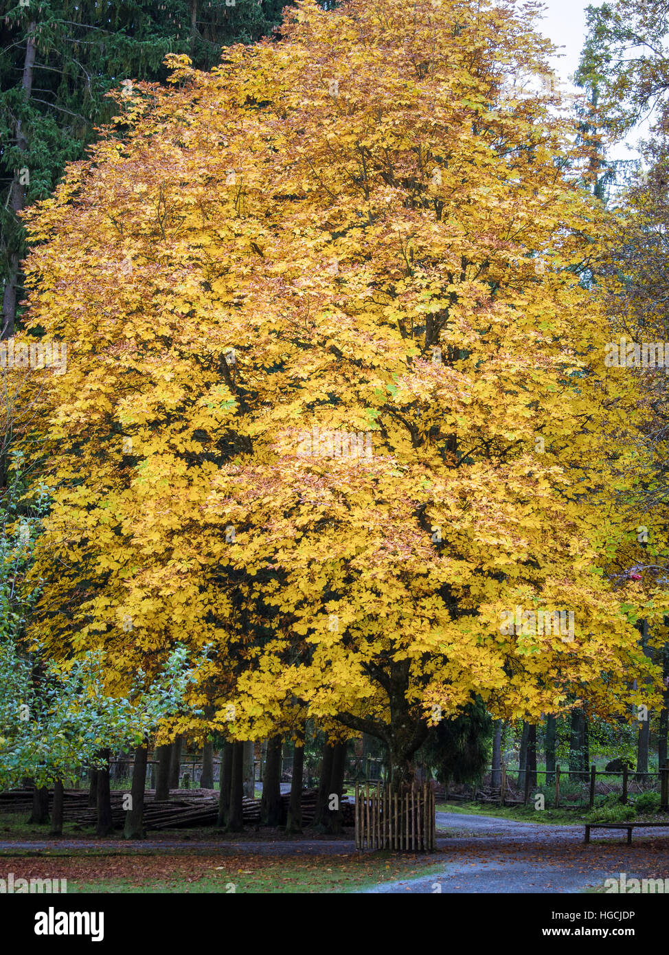 Tree yellow hi-res stock photography and images - Alamy