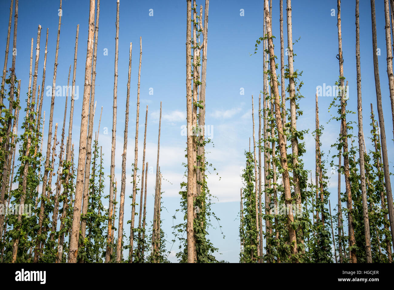 Abstract green plants hi-res stock photography and images - Alamy