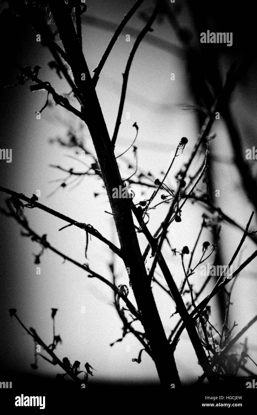 Limb branch hi-res stock photography and images - Alamy