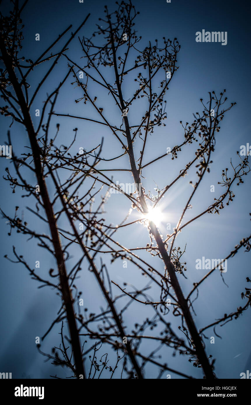 Limb branch hi-res stock photography and images - Alamy