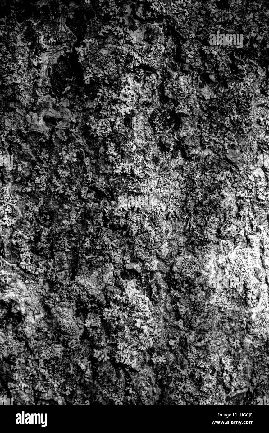 Black tr Black and White Stock Photos & Images - Alamy