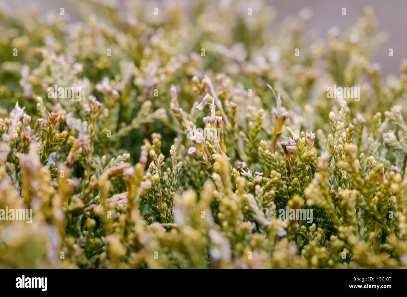Very small plant hi-res stock photography and images - Alamy