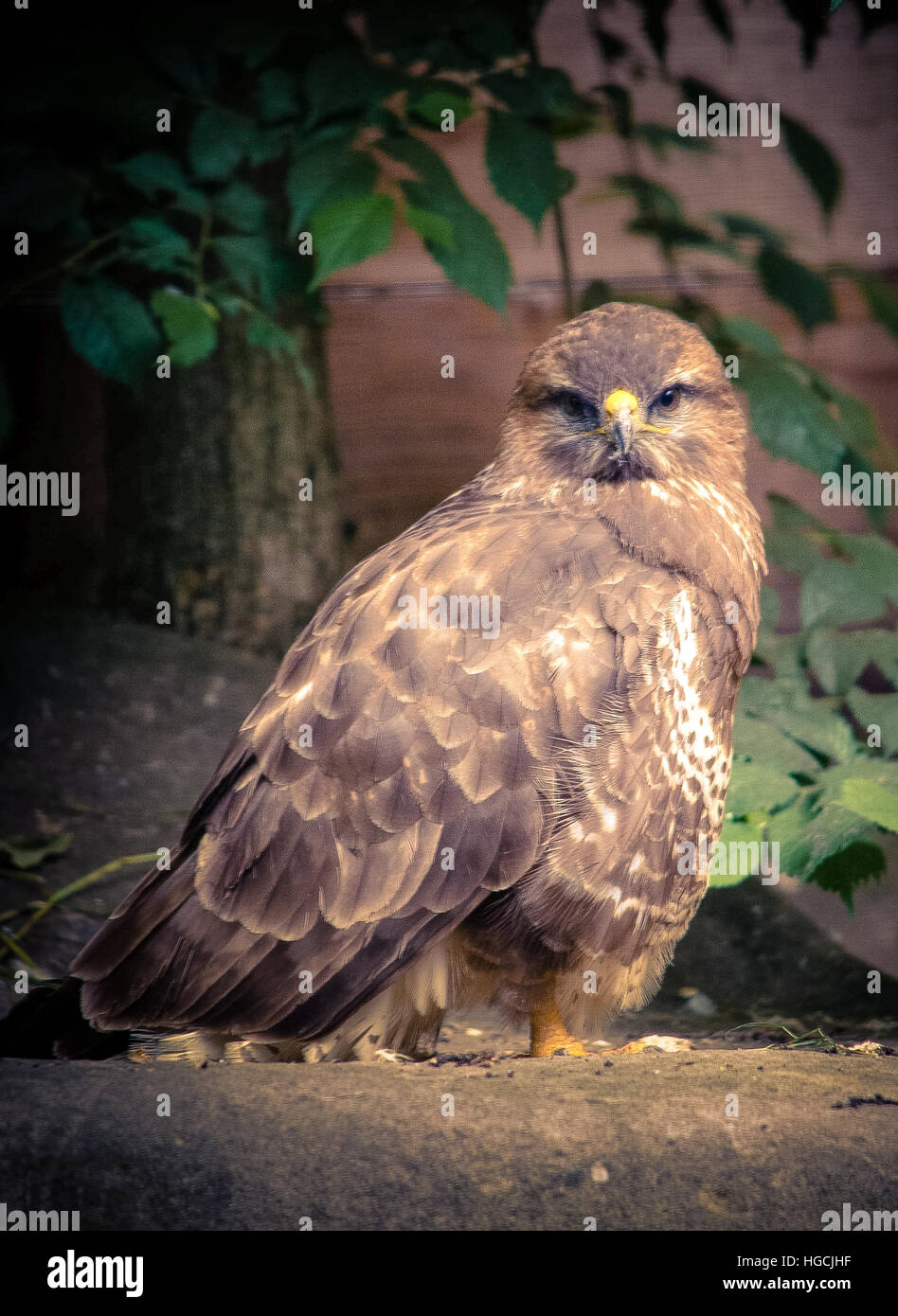 Sitting bird hi-res stock photography and images - Alamy