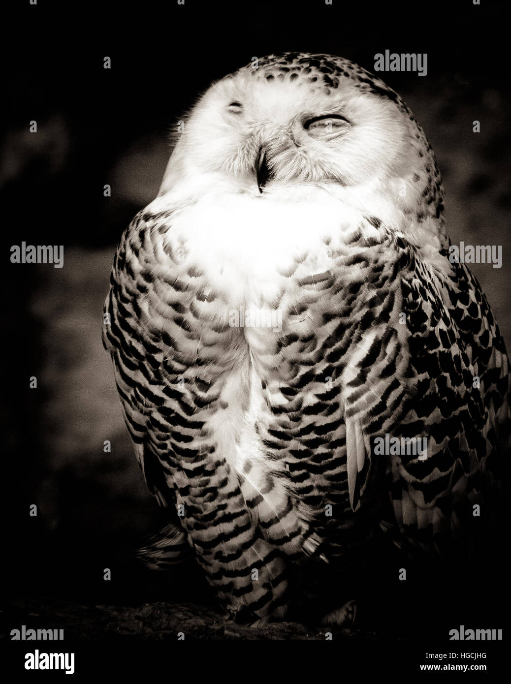 White owl closeup hi-res stock photography and images - Alamy