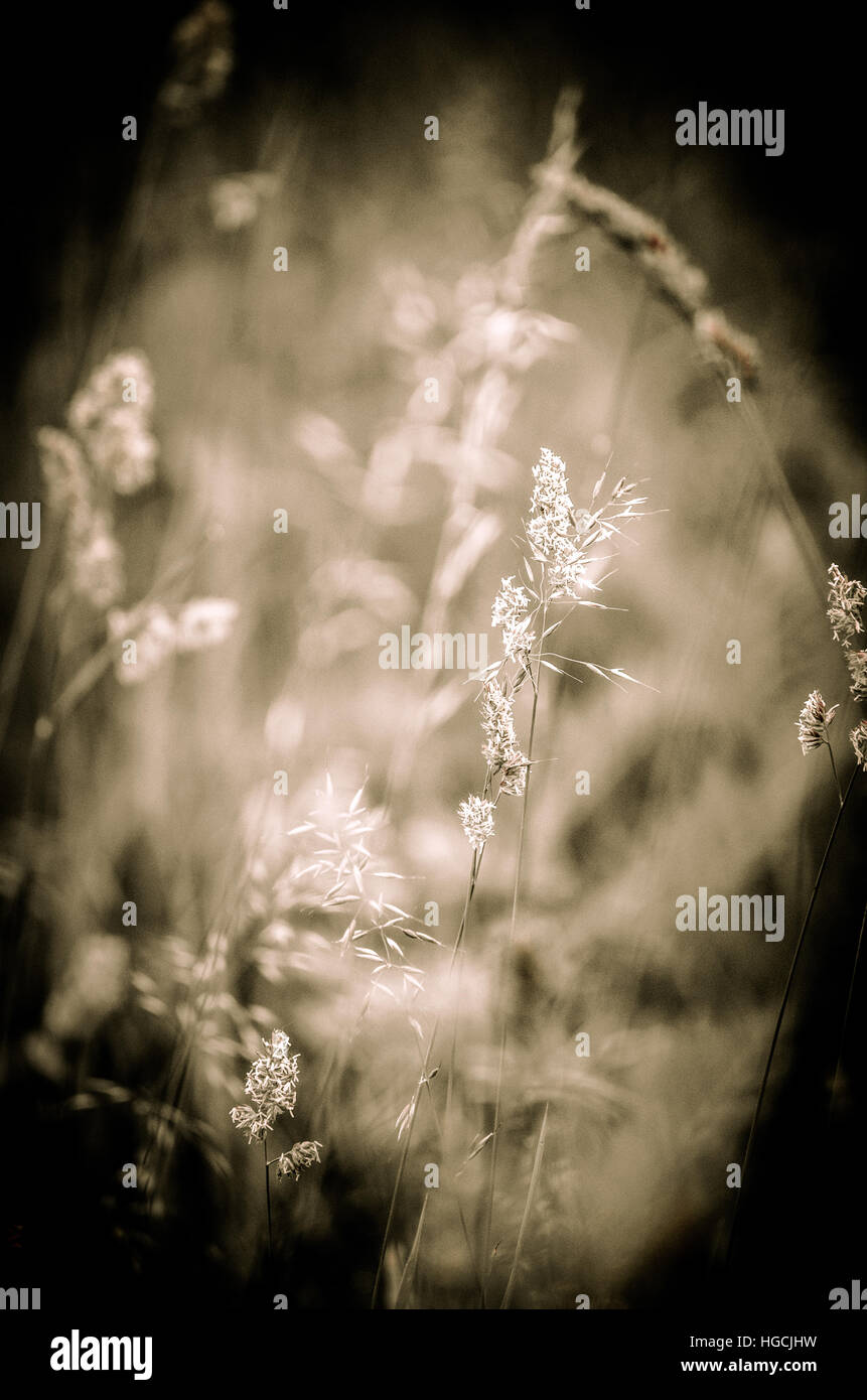 Abstract plant macro Stock Photo - Alamy