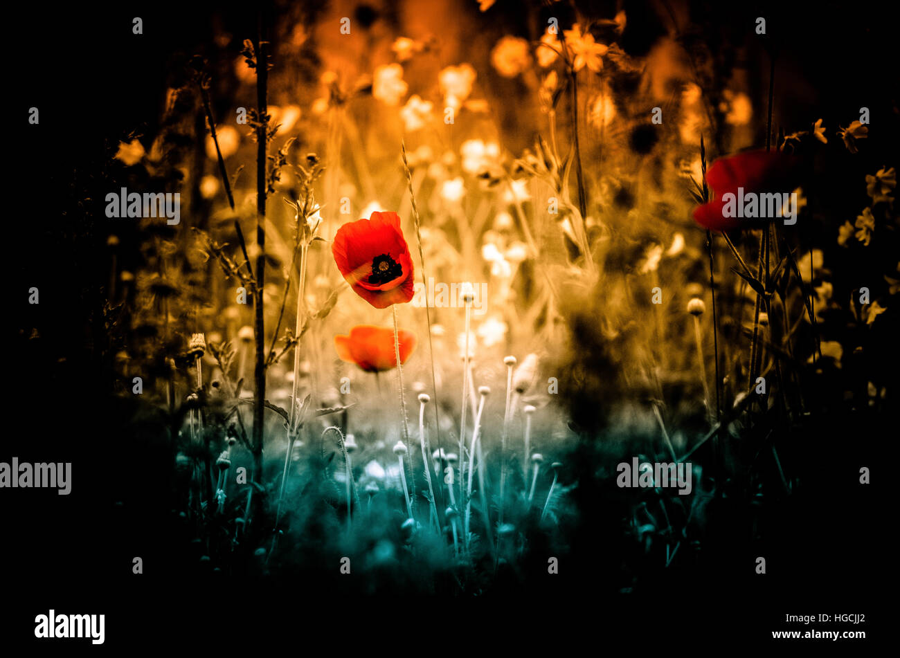 Abstract poppy hi-res stock photography and images - Alamy