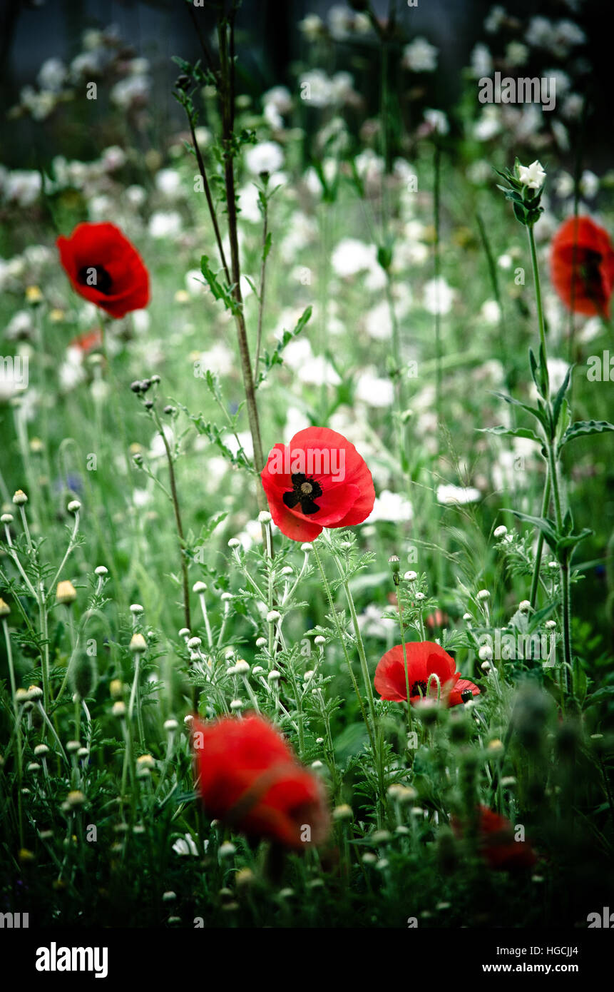 Poppy abstract hi-res stock photography and images - Alamy