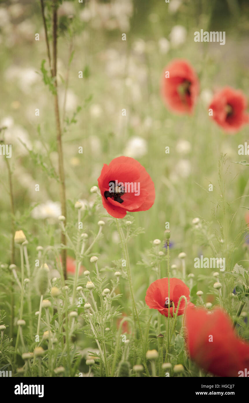 Abstract poppy hi-res stock photography and images - Alamy