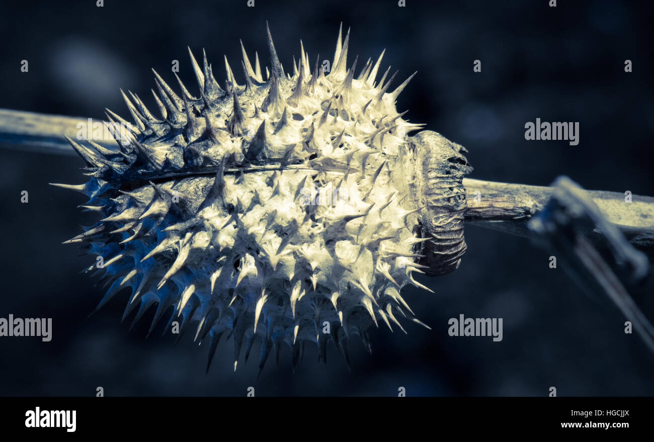 Chestnut spiky shell hi-res stock photography and images - Alamy
