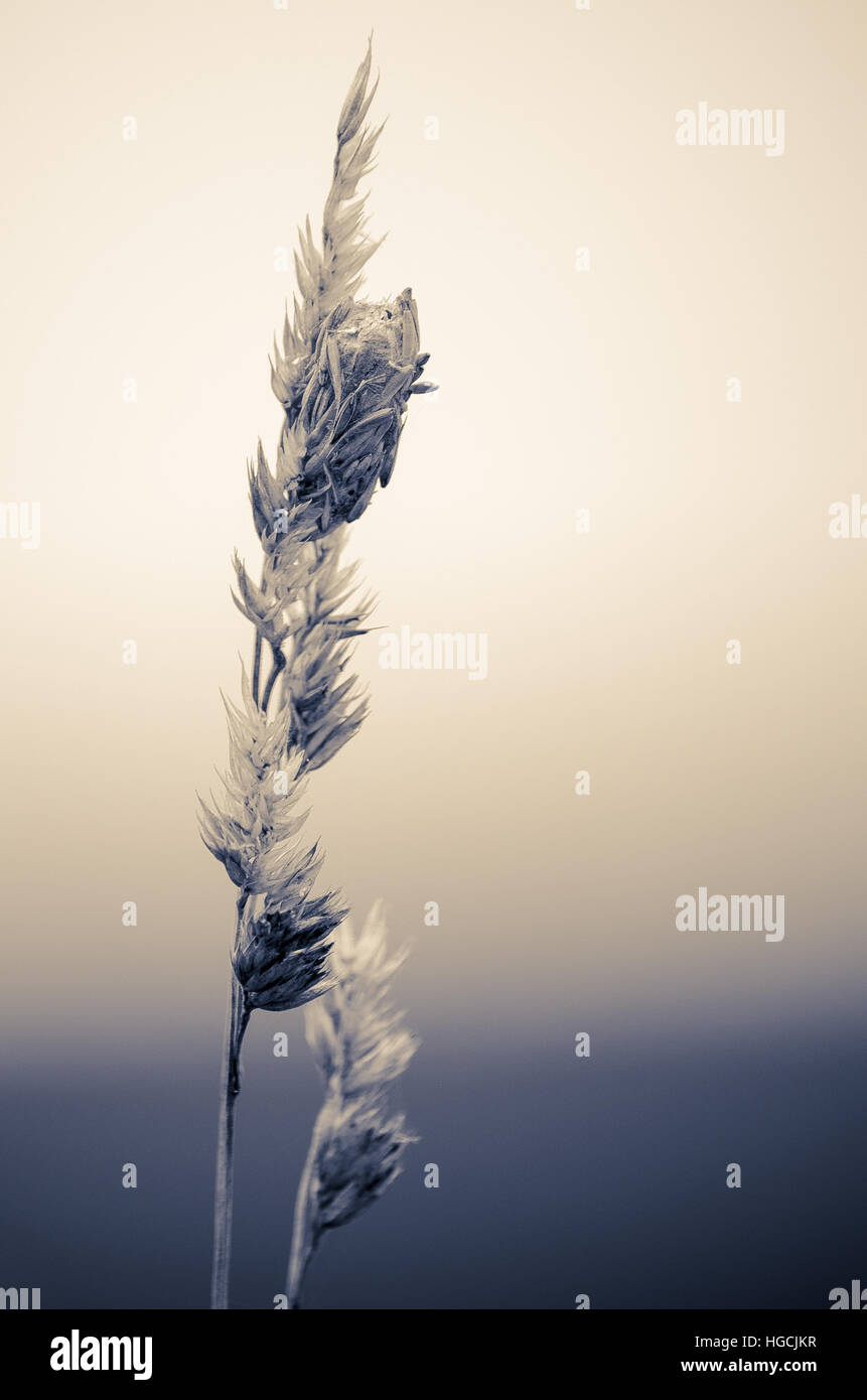 Beautiful plant scene Stock Photo - Alamy