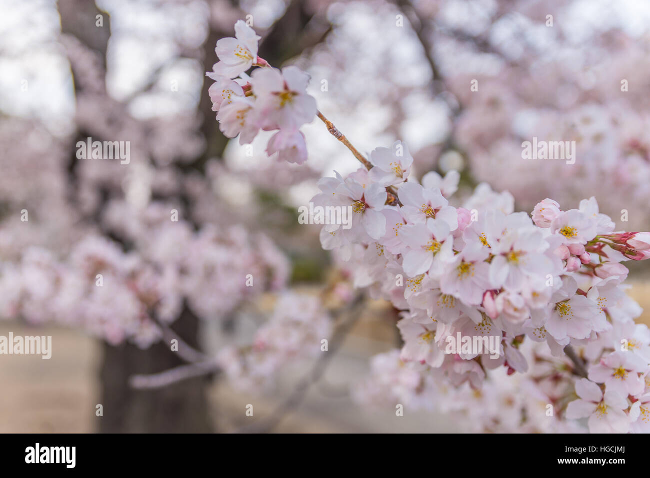 Pink Cherry Blossoms in Full Bloom,Japan Stock Photo - Alamy