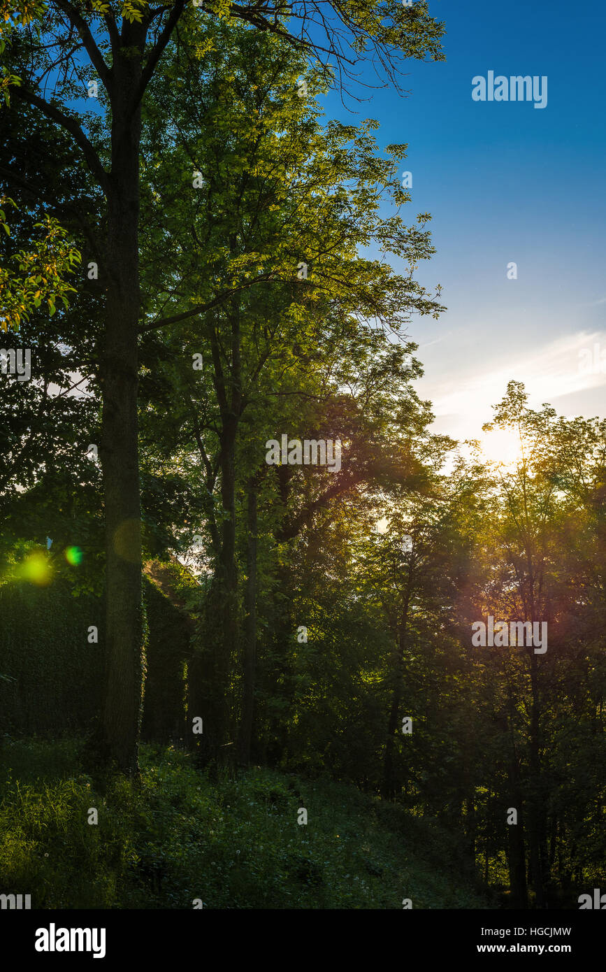 Sunset forest hi-res stock photography and images - Alamy