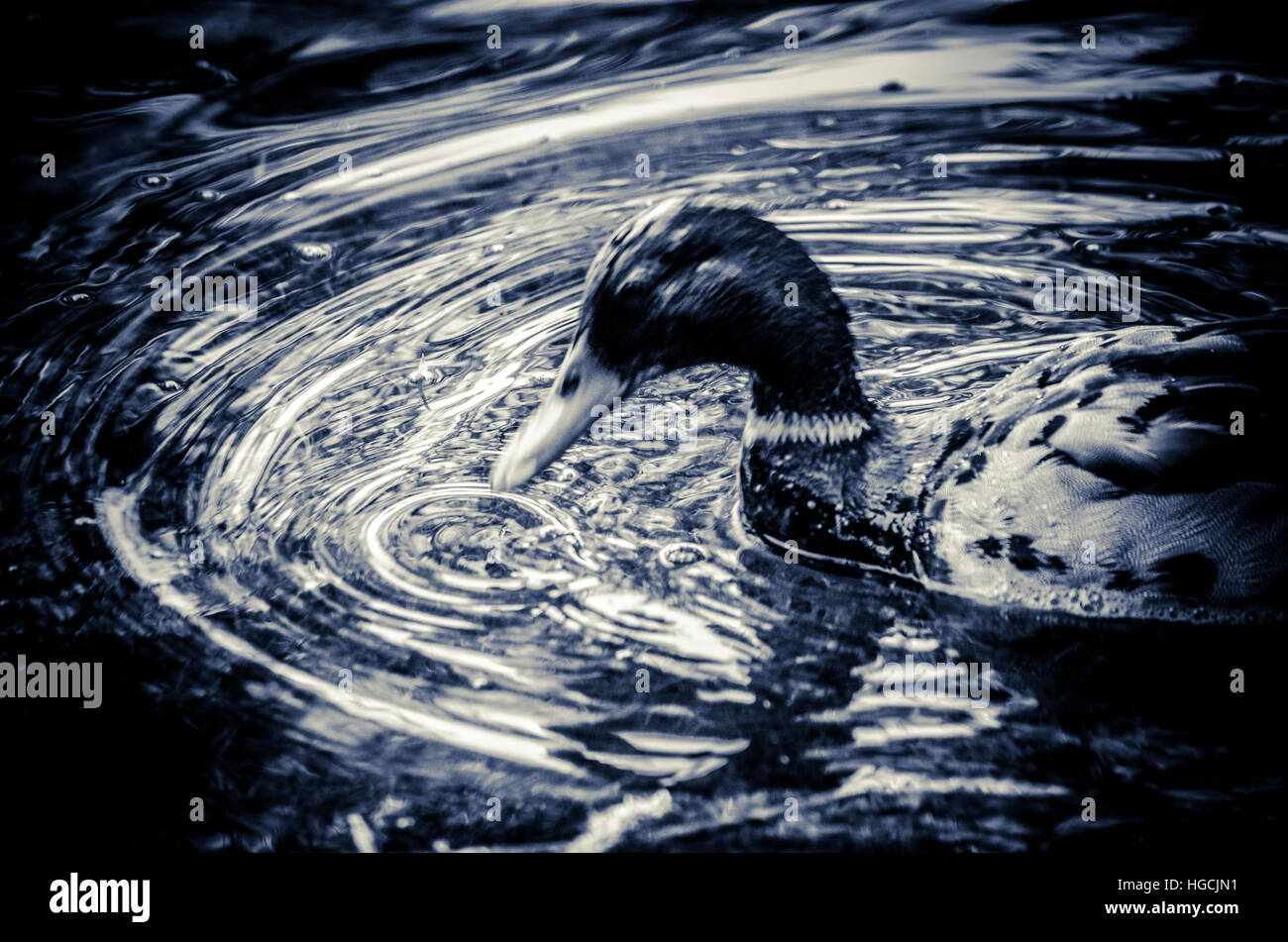 Abstract duck in water Stock Photo - Alamy