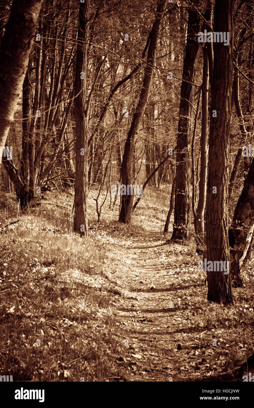 Sepia forest hi-res stock photography and images - Alamy