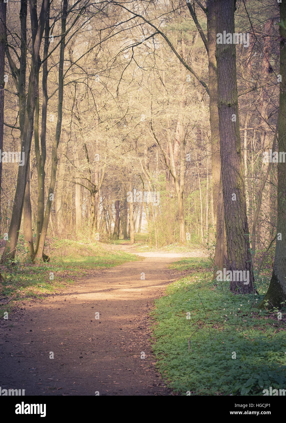 Trees forest path nature hi-res stock photography and images - Alamy