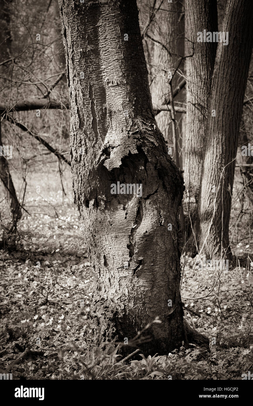Old tree trunk Stock Photo - Alamy