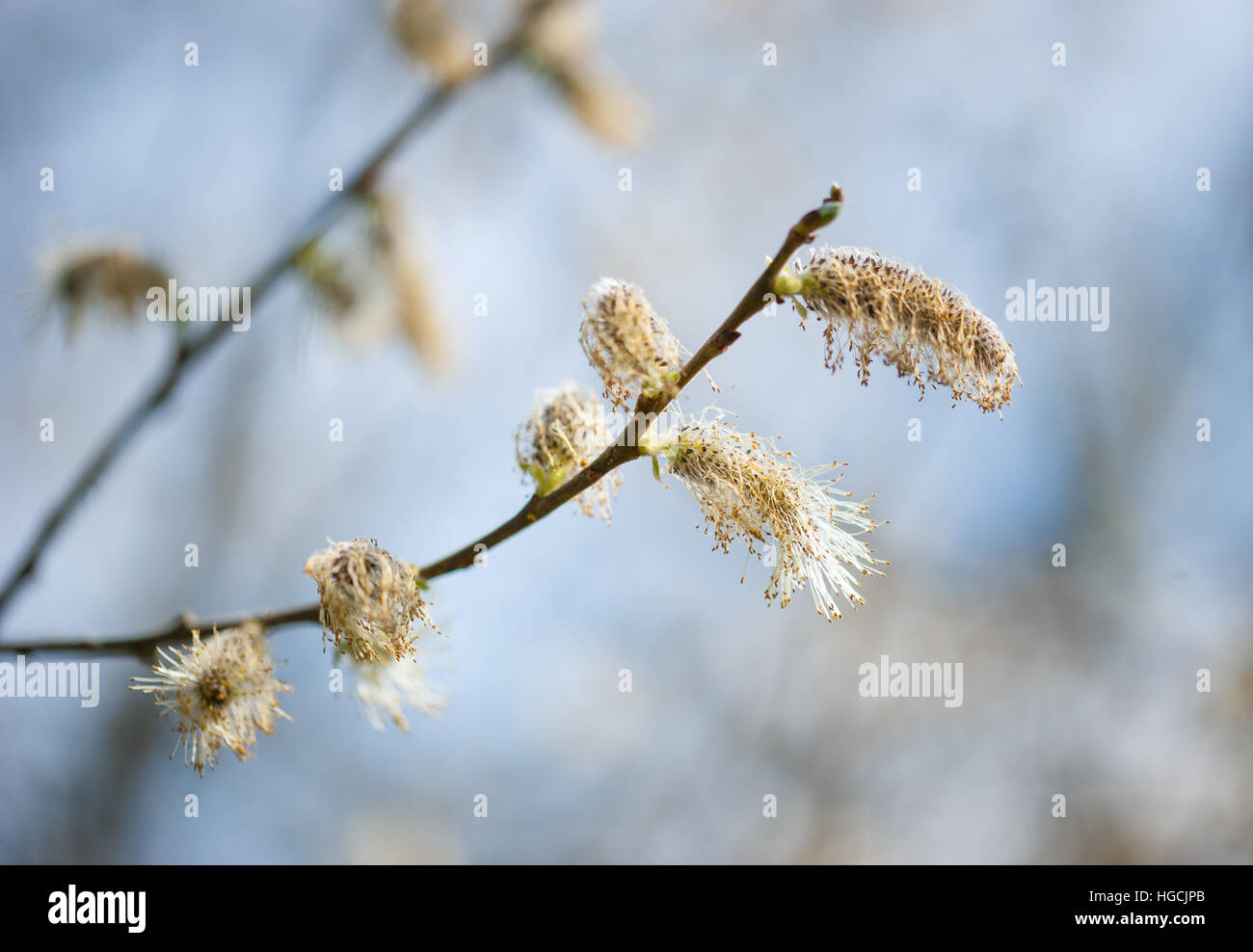Tree plant closeup Stock Photo - Alamy