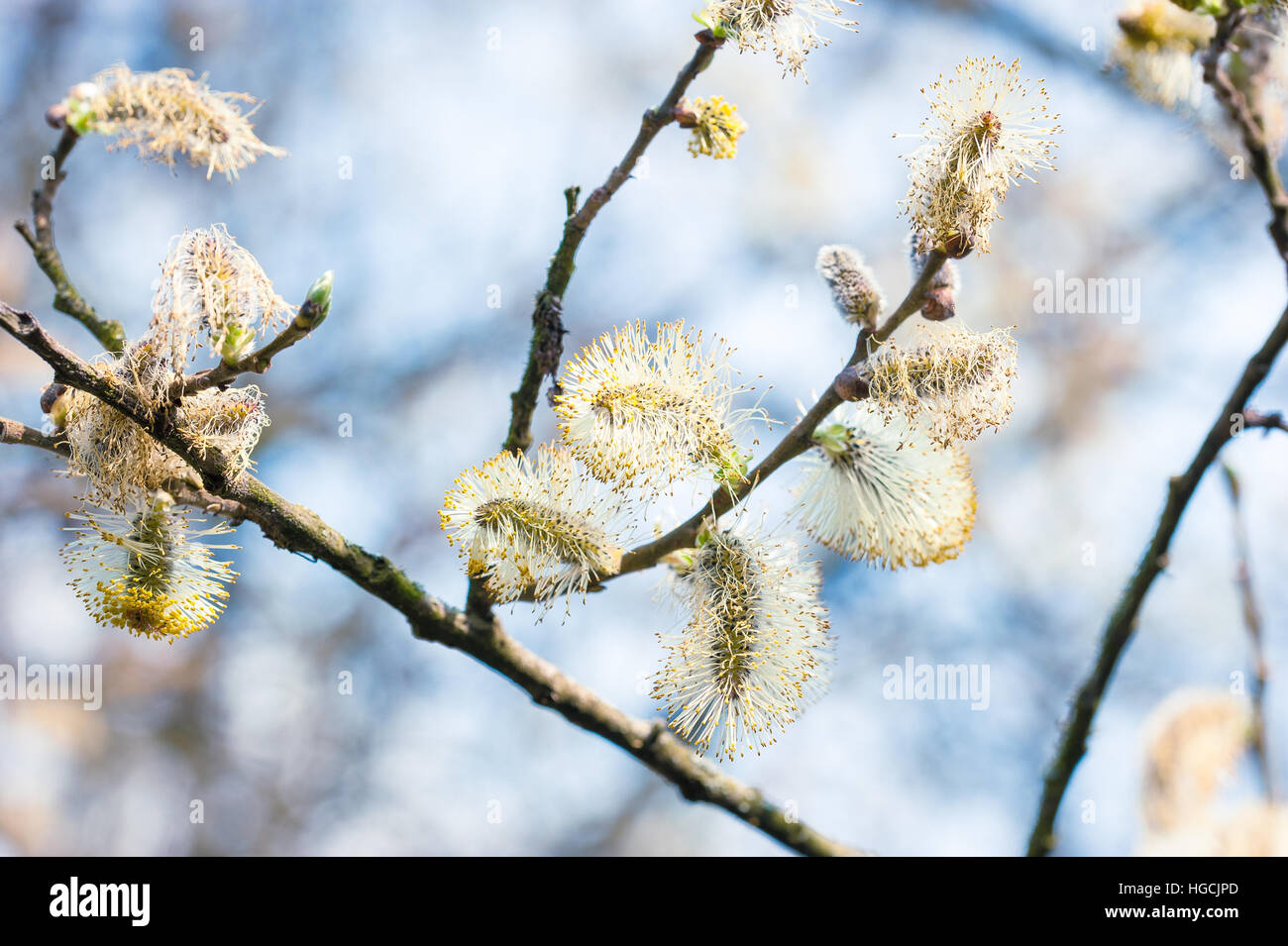 Tree plant closeup Stock Photo - Alamy