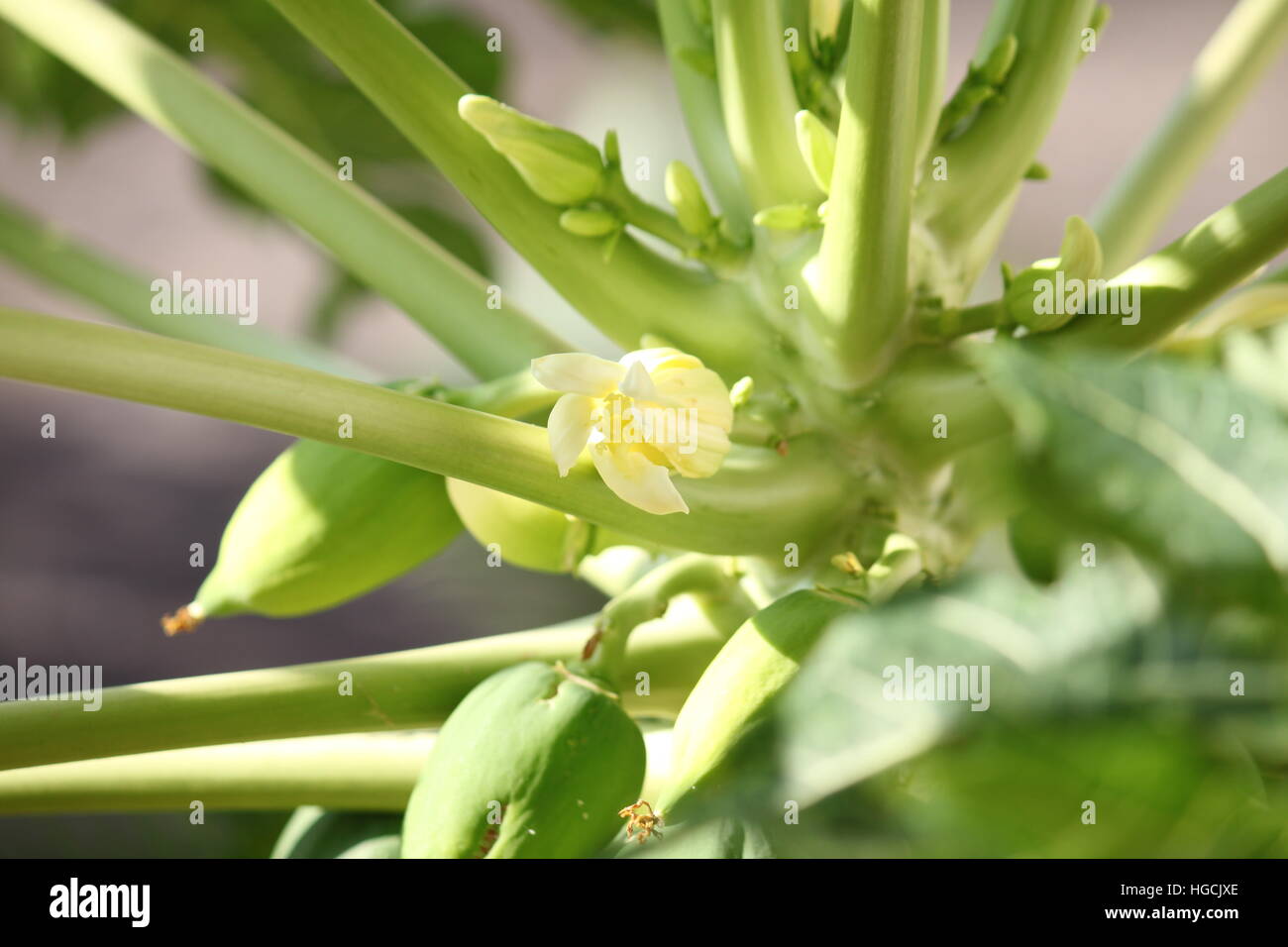 Papaya buds hi-res stock photography and images - Alamy