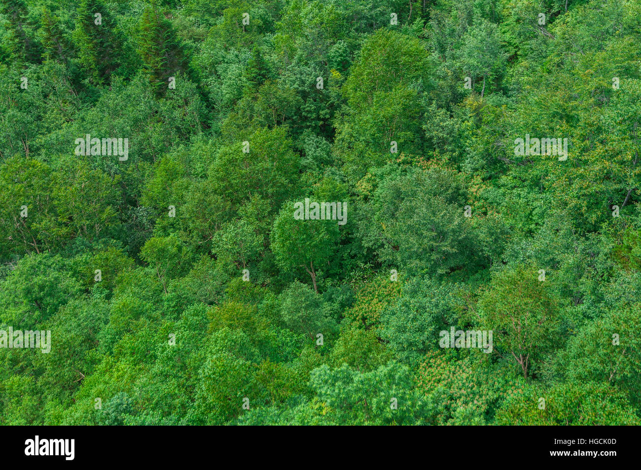 Panoramic Aerial View on green forrest,Tateyama,Japan Stock Photo - Alamy