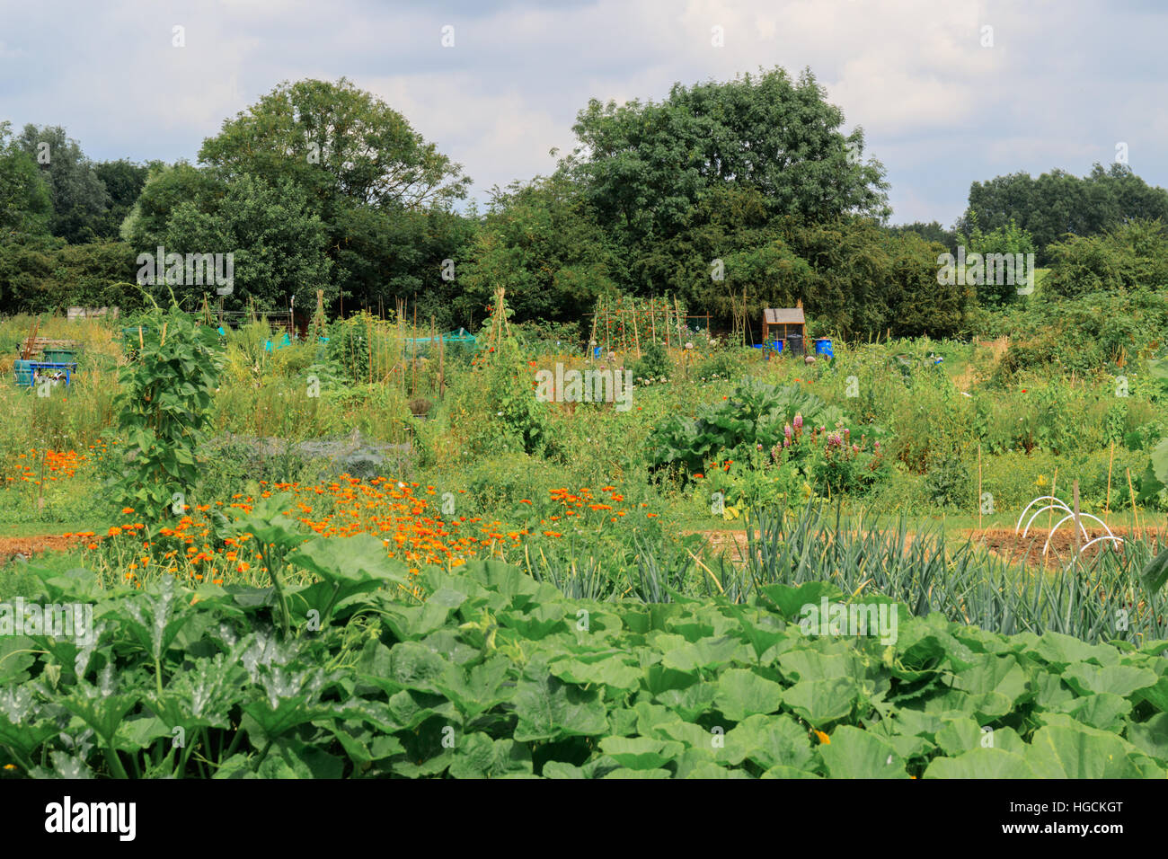 A well kept tidy British allotment full of freshly growing vegetables ...
