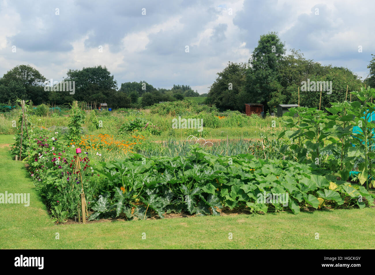A well kept tidy British allotment full of freshly growing vegetables ...