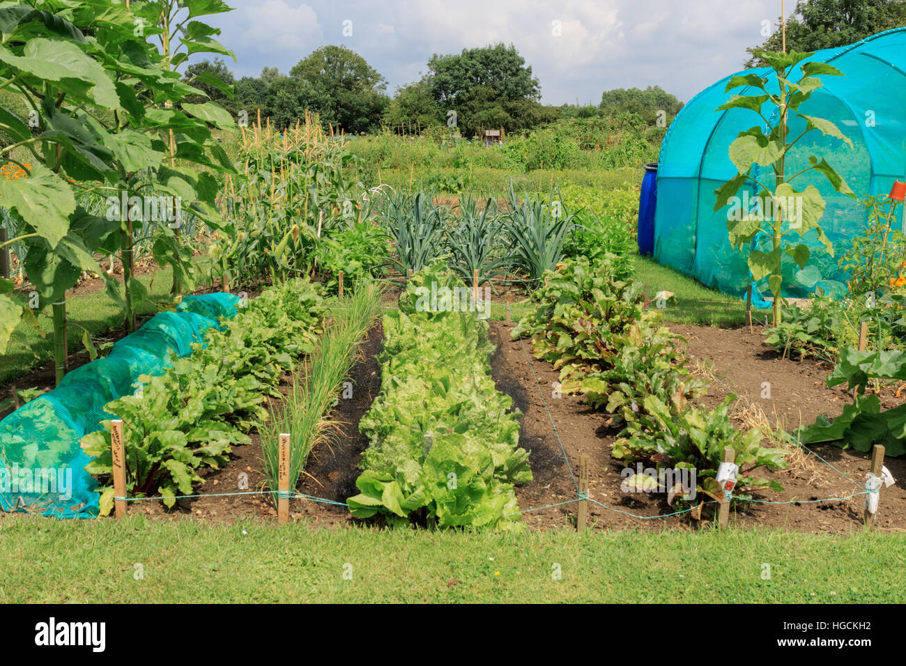 A well kept tidy British allotment full of freshly growing vegetables ...