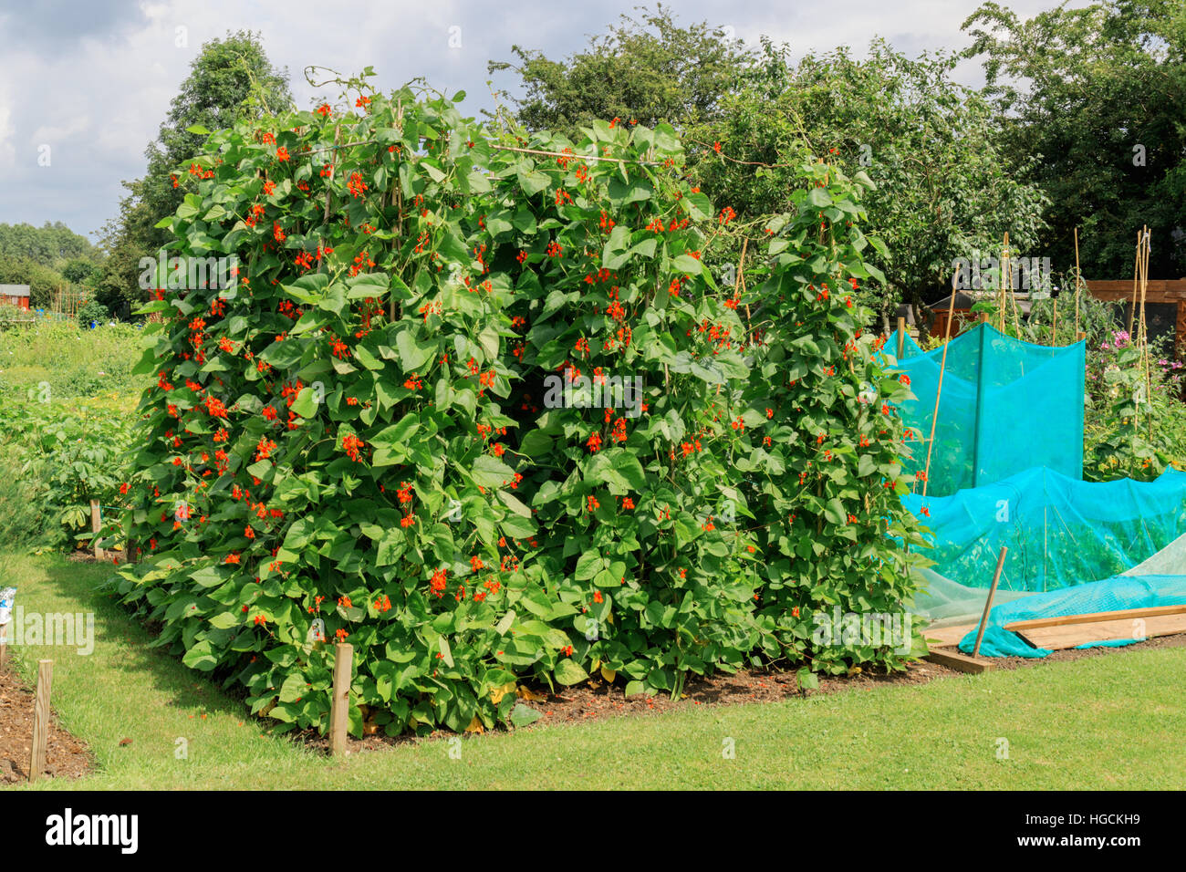 A well kept tidy British allotment full of freshly growing vegetables ...