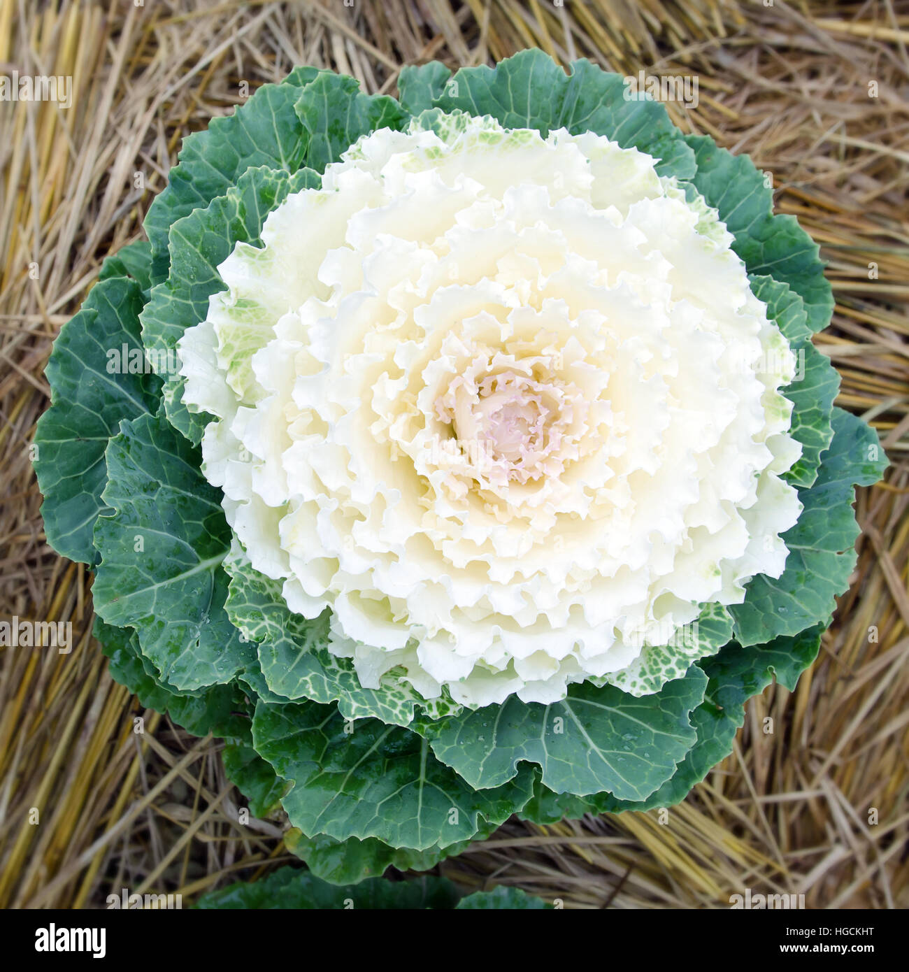 Fresh cabbage vegetable plant in the garden cropped square top view ...