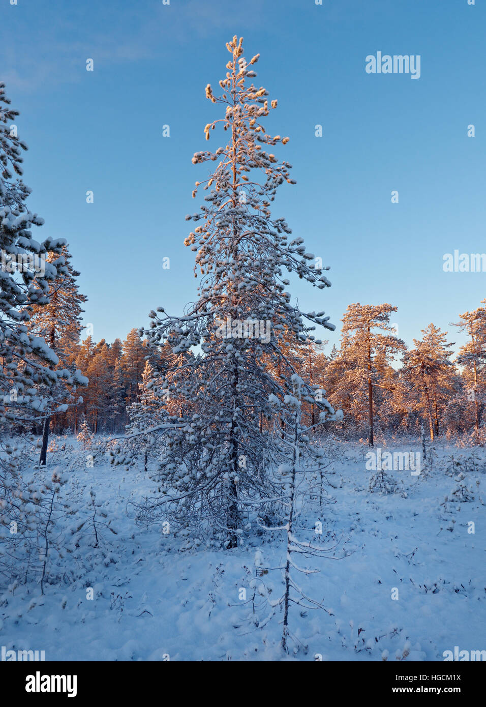 Winter snowy forest at sunset. Beautiful Christmas landscape Stock ...