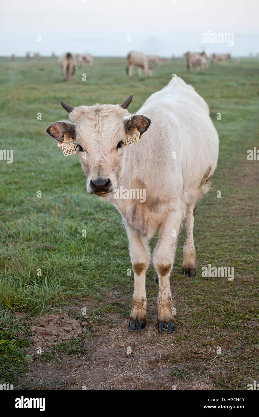 Hungarian grey calf in the Duna-Ipoly National Park Stock Photo - Alamy