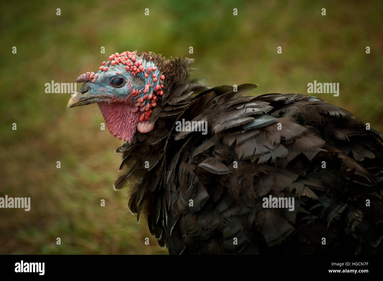 Turkey stag hi-res stock photography and images - Alamy