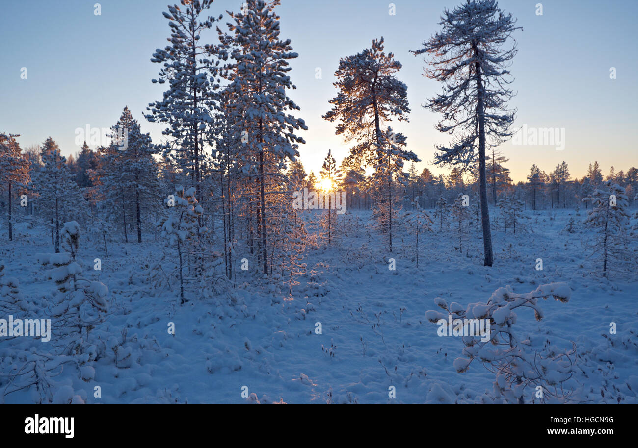 Winter snowy forest at sunset. Beautiful Christmas landscape Stock ...