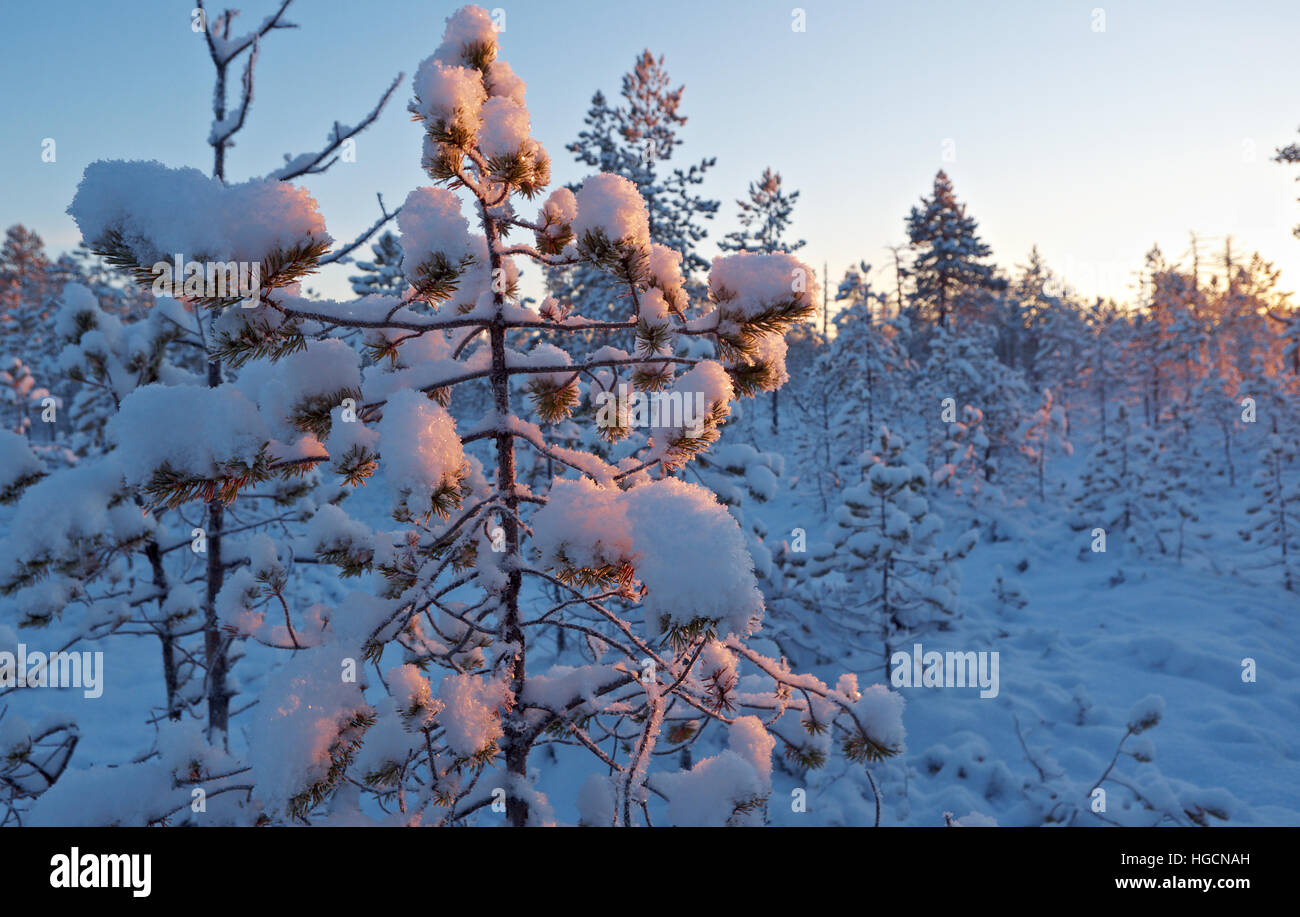 Winter snowy forest at sunset. Beautiful Christmas landscape Stock ...