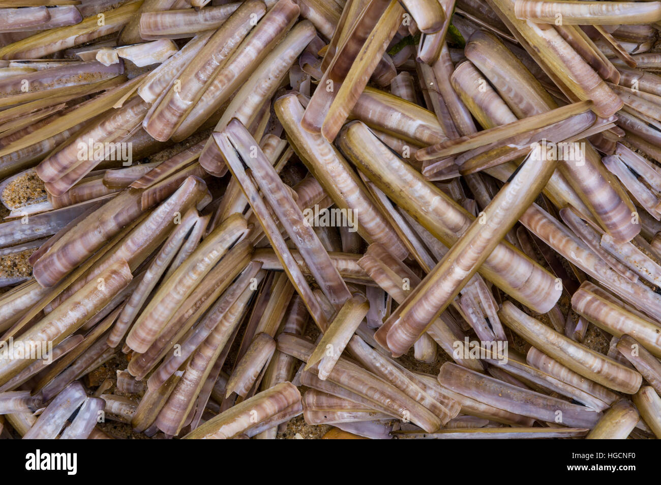 Razor Shells High Resolution Stock Photography and Images - Alamy