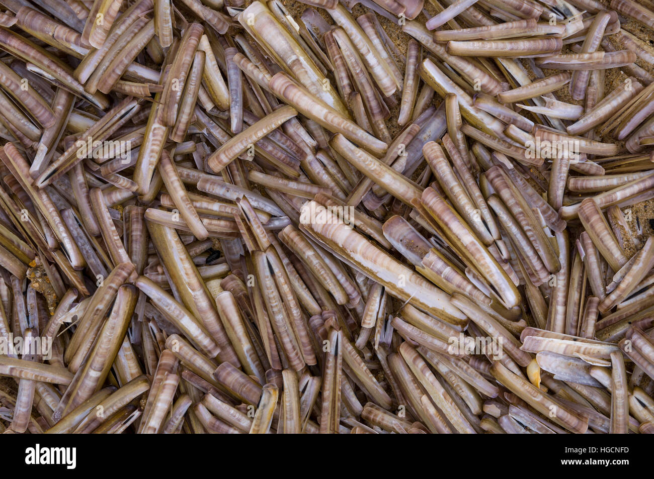 Razor shells hi-res stock photography and images - Alamy