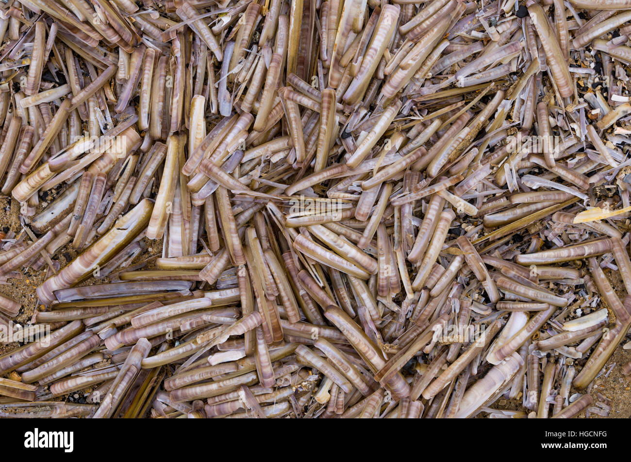 Razor shells hi-res stock photography and images - Alamy