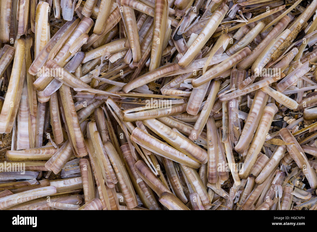 Razor Shells High Resolution Stock Photography and Images - Alamy