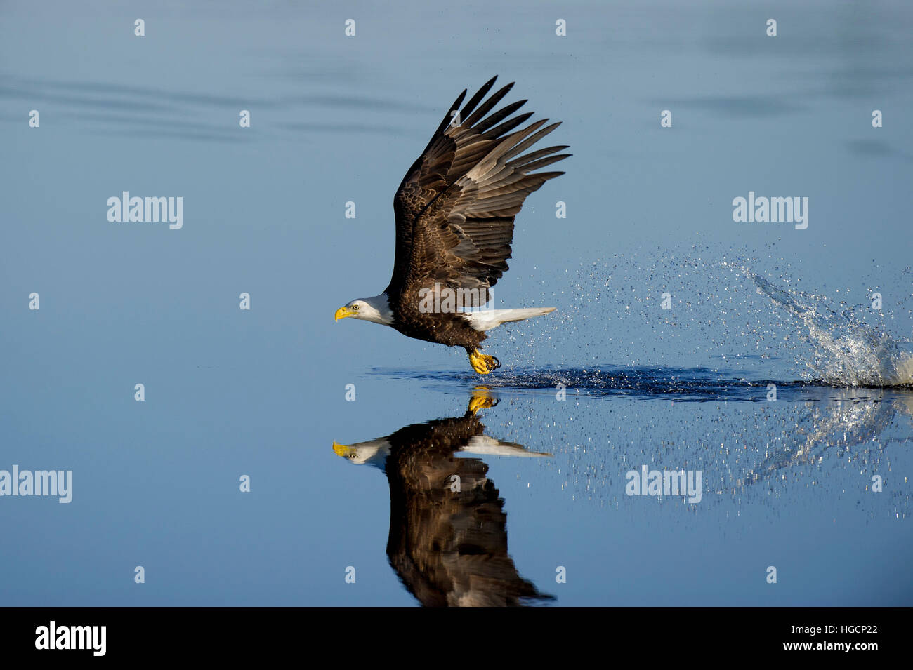 A Bald Eagle flies over the surface of calm water after making a big ...