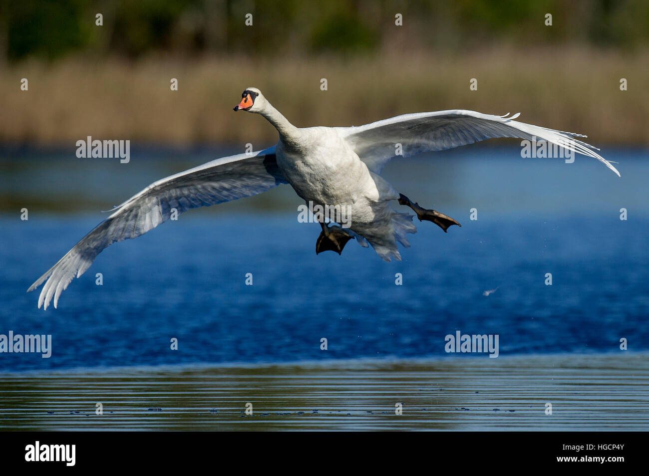 Animal bird swan birds feet hi-res stock photography and images - Alamy