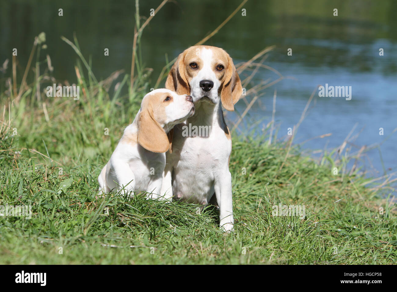 Dog Beagle adult and puppy sitting in a meadow Stock Photo - Alamy