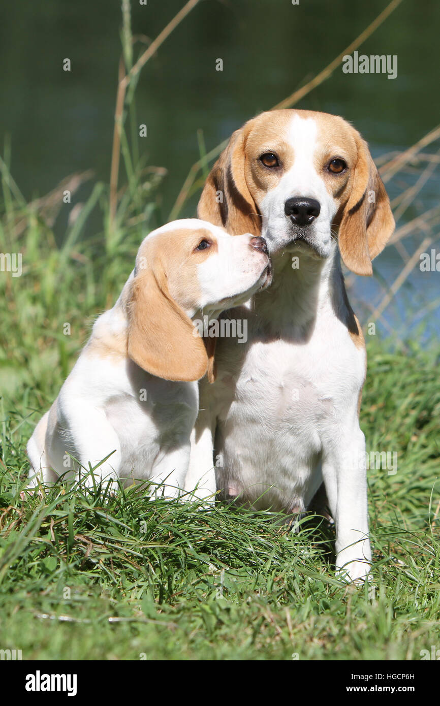 Dog Beagle adult and puppy sitting in a meadow Stock Photo - Alamy