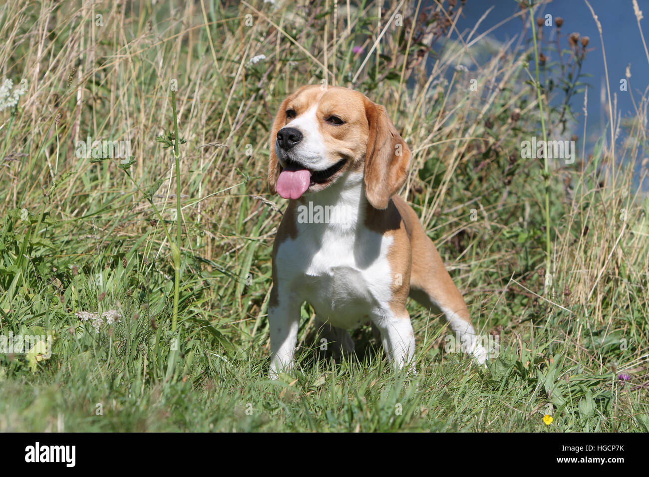 Beagle standing field hi-res stock photography and images - Alamy