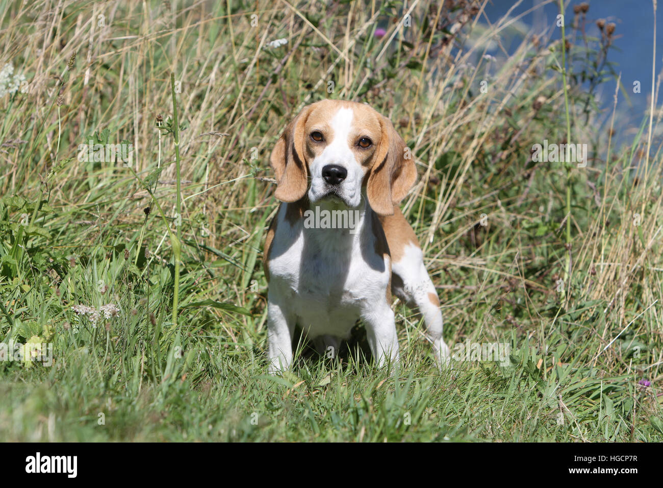 Beagle standing field hi-res stock photography and images - Alamy
