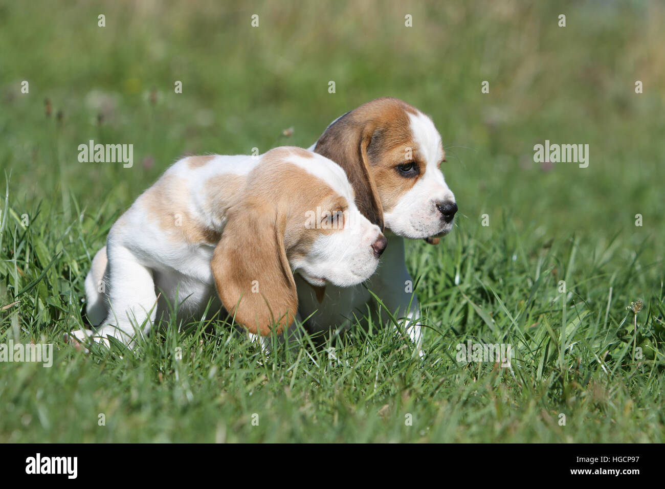 Two beagle dog puppies hi-res stock photography and images - Alamy