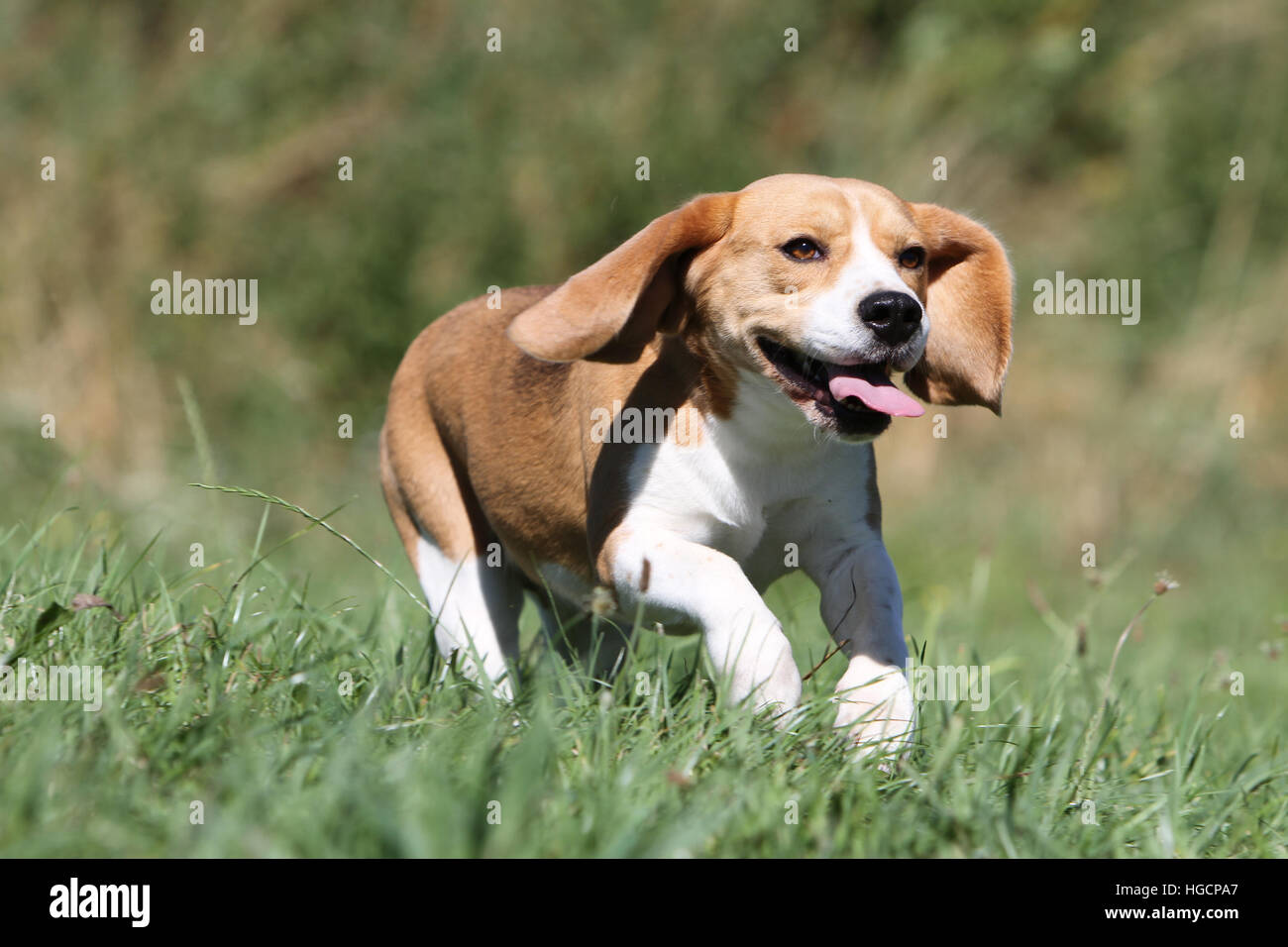 Dog Beagle adult adults running in a meadow face Stock Photo - Alamy