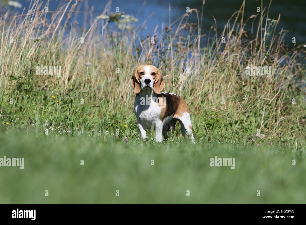 Beagle standing field hi-res stock photography and images - Alamy