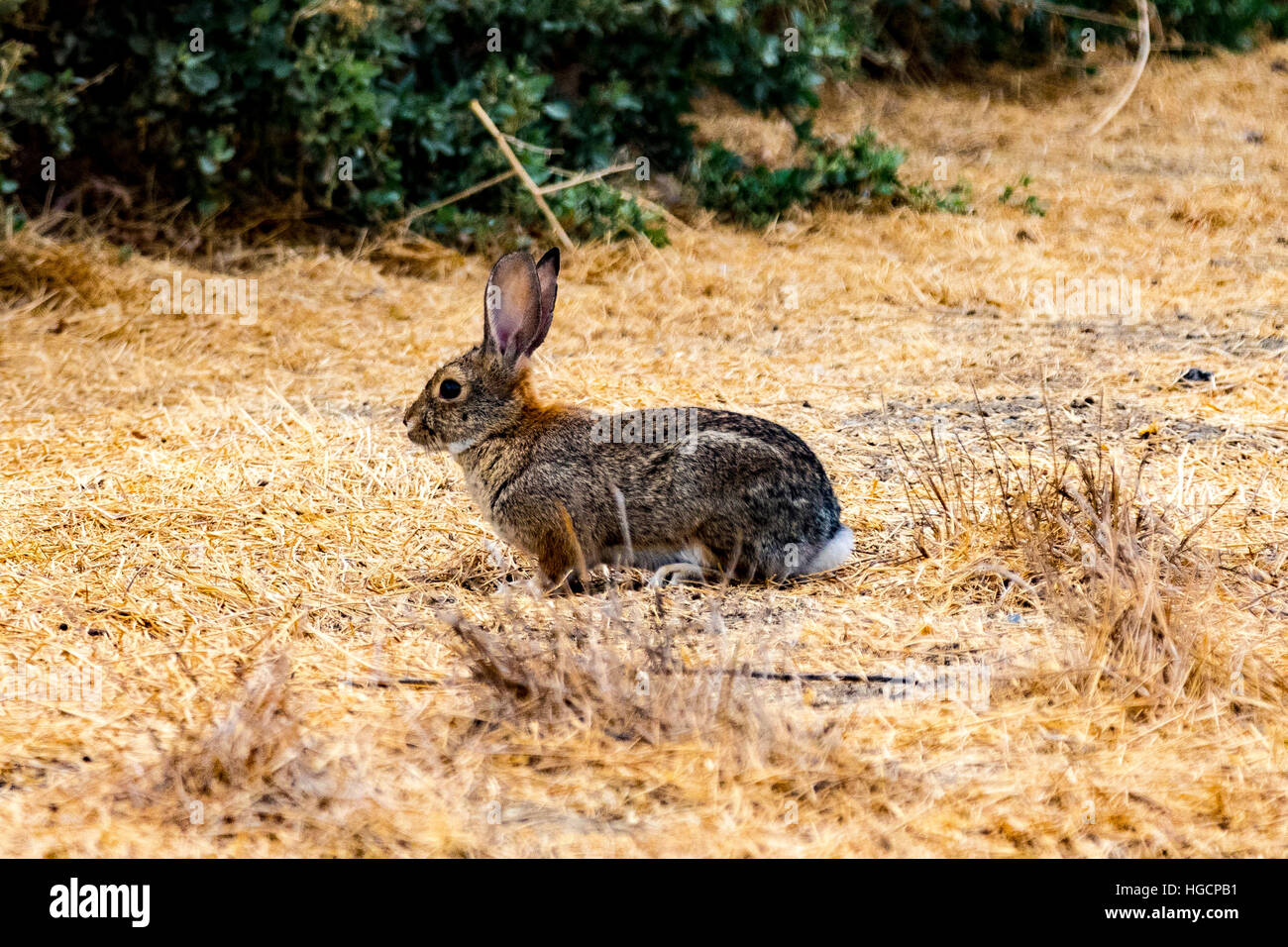 A California Cottontail rabbit (Sylvilagus audubonii) at the San ...