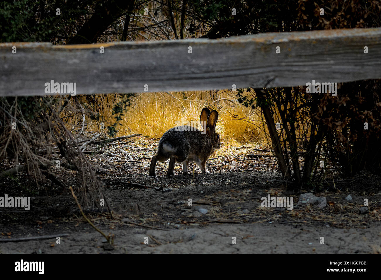 A California Cottontail rabbit at the San Joaquin River Wildlife Refuge ...