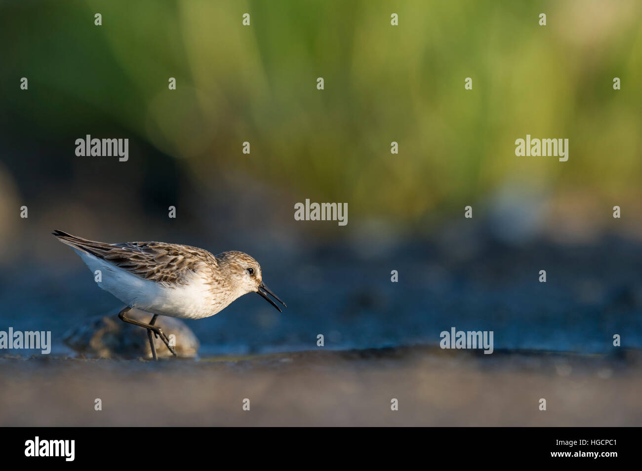 A small Semipalmated Sandpiper walks in the mud on a sunny morning in ...